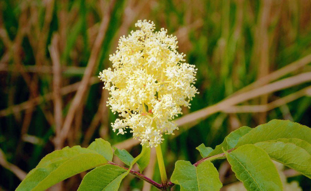 Botanicals Articles: Everything You Need to Know - Anabolic Health